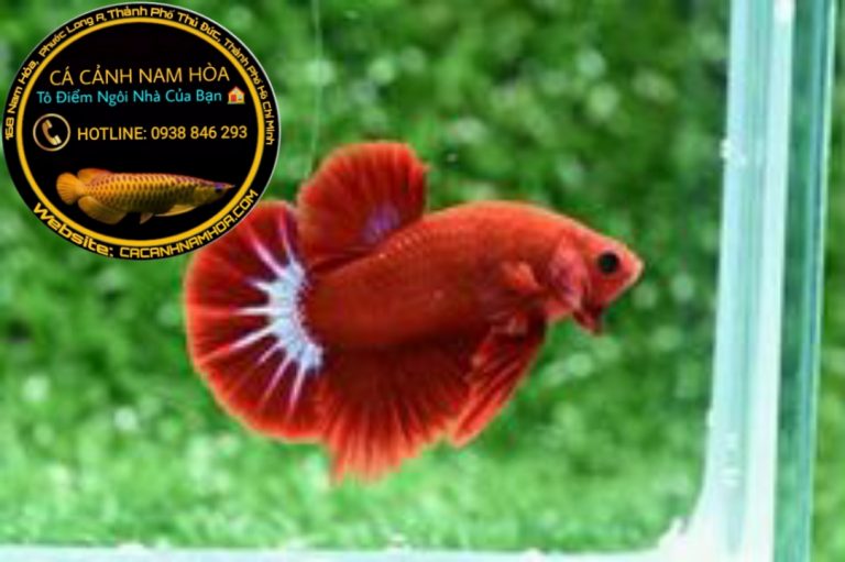 Cá Betta (Dòng red fancy) Liên hệ: 0938846293 - Cá cảnh Nam Hoa