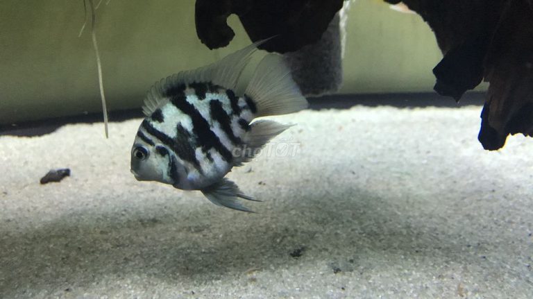 Cá Két Panda - Cá cảnh Nam Hoa